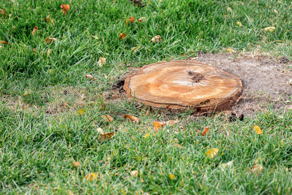 How to Speed Up Tree Stump Decay: Simple & Fast Methods